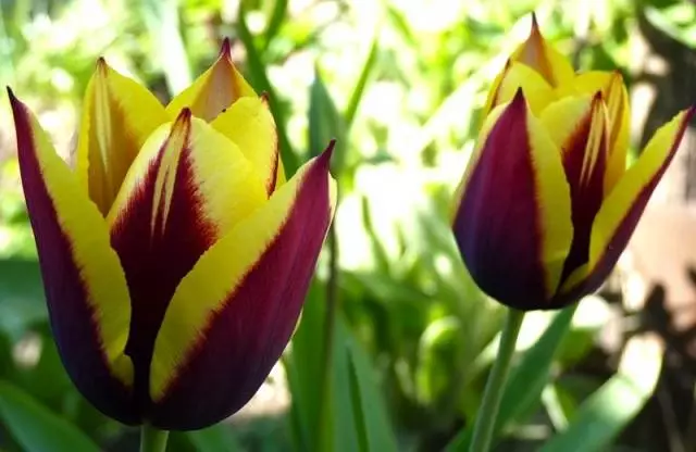 Når skal jeg plante tulipaner om høsten 5262_20