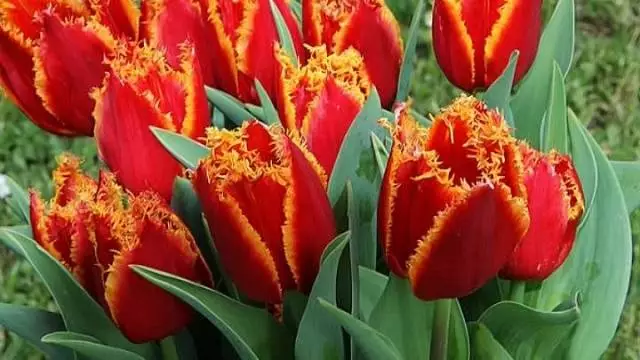 Wanneer tulpen planten in de herfst? 5262_28