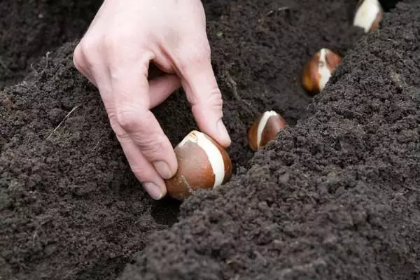 Når skal jeg plante tulipaner om høsten 5262_33