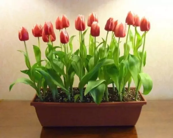 Tulipani in vaso: a casa, per strada, foto, come coltivare in inverno 5265_1