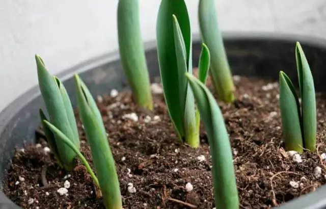 Tulipani in vaso: a casa, per strada, foto, come coltivare in inverno 5265_10