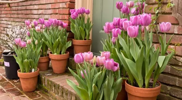 Tulpe in 'n pot: tuis, op straat, foto, hoe om in die winter te groei 5265_12