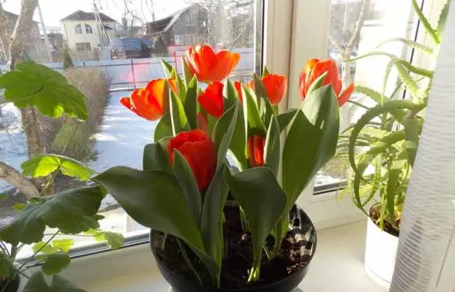 Tulpe in 'n pot: tuis, op straat, foto, hoe om in die winter te groei 5265_22