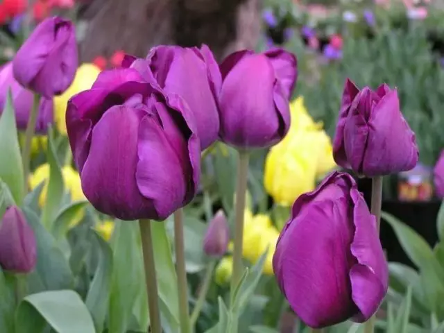 Tulpe in 'n pot: tuis, op straat, foto, hoe om in die winter te groei 5265_3