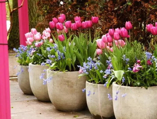 Tulpe in 'n pot: tuis, op straat, foto, hoe om in die winter te groei 5265_31