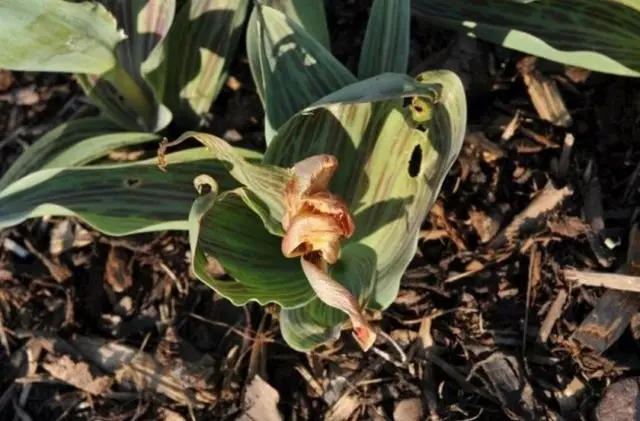 Tulipaner i en gryte: hjemme, på gaten, foto, hvordan vokse om vinteren 5265_36