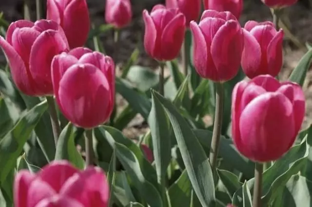 Tulipaner i en gryte: hjemme, på gaten, foto, hvordan vokse om vinteren 5265_4