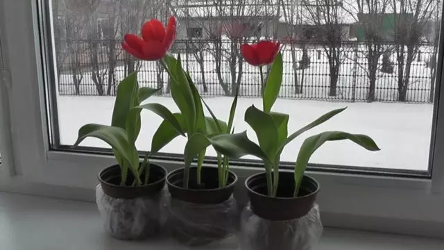 Tulpe in 'n pot: tuis, op straat, foto, hoe om in die winter te groei 5265_5