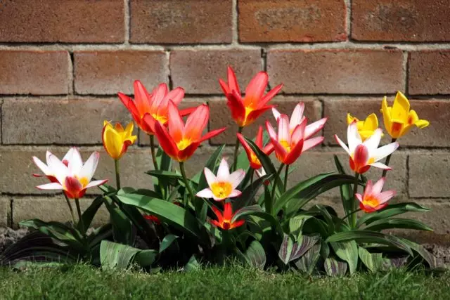 Dwergtulp: beschrijving, variëteiten, aanplant en verzorging, aanwezigheid in het Rode Boek, foto 5268_10