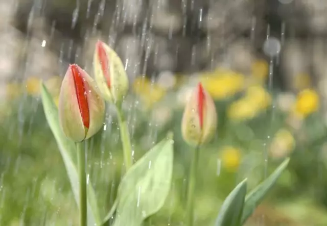 Dwergtulp: beschrijving, variëteiten, aanplant en verzorging, aanwezigheid in het Rode Boek, foto 5268_12