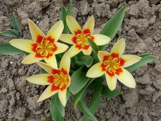 Dwergtulp: beschrijving, variëteiten, aanplant en verzorging, aanwezigheid in het Rode Boek, foto 5268_17