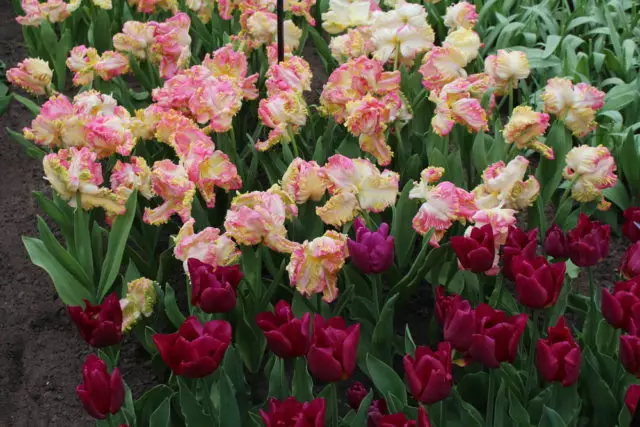 Dwergtulp: beschrijving, variëteiten, aanplant en verzorging, aanwezigheid in het Rode Boek, foto 5268_18