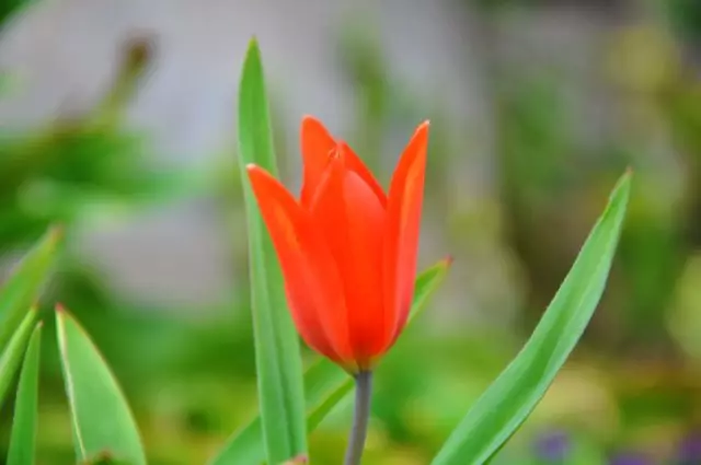 Dwergtulp: beschrijving, variëteiten, aanplant en verzorging, aanwezigheid in het Rode Boek, foto 5268_3