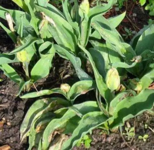 Dwergtulp: beschrijving, variëteiten, aanplant en verzorging, aanwezigheid in het Rode Boek, foto 5268_30