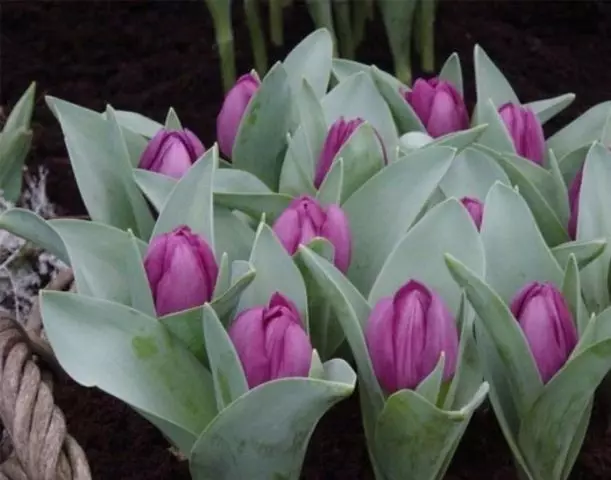 Dwergtulp: beschrijving, variëteiten, aanplant en verzorging, aanwezigheid in het Rode Boek, foto 5268_4