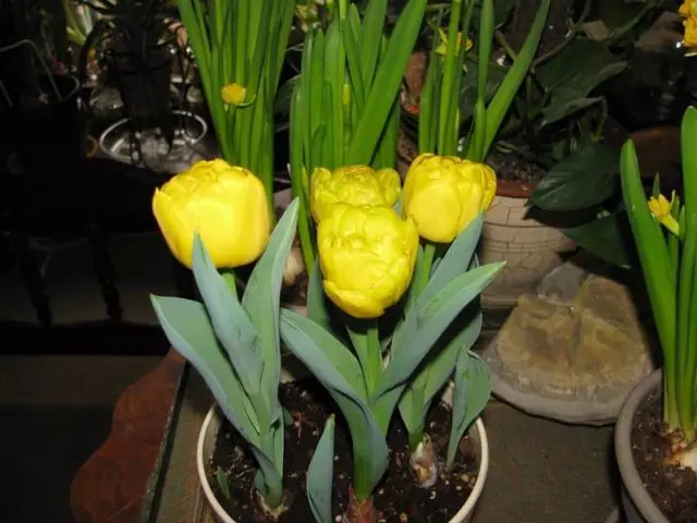 Dwarf tulip: paghulagway, lahi, pagtanum ug pag-atiman, presensya sa Pula nga Libro, litrato 5268_5