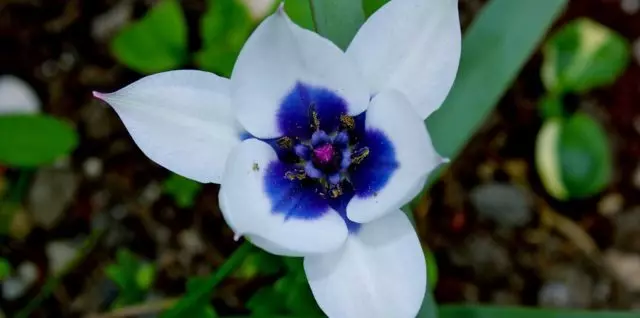 Dwergtulp: beschrijving, variëteiten, aanplant en verzorging, aanwezigheid in het Rode Boek, foto 5268_6