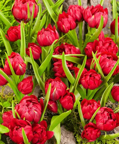 Dwergtulp: beschrijving, variëteiten, aanplant en verzorging, aanwezigheid in het Rode Boek, foto 5268_7