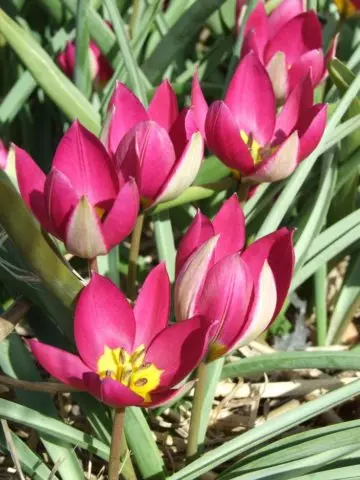 Dwergtulp: beschrijving, variëteiten, aanplant en verzorging, aanwezigheid in het Rode Boek, foto 5268_8