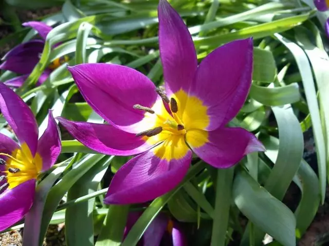 Dwergtulp: beschrijving, variëteiten, aanplant en verzorging, aanwezigheid in het Rode Boek, foto 5268_9