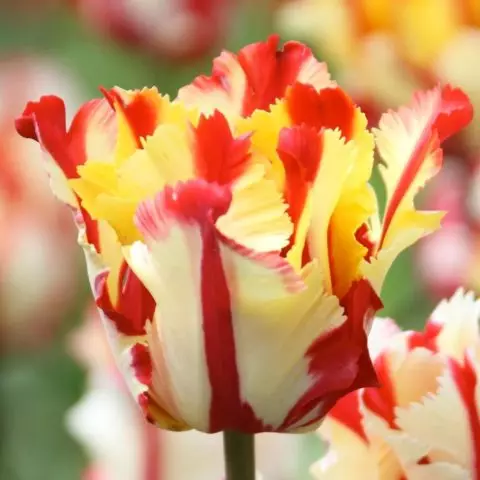 Tulips parrot: sharaxaad, noocyada ugu fiican, beeritaanka iyo daryeelka, taranka, sawirrada 5269_5