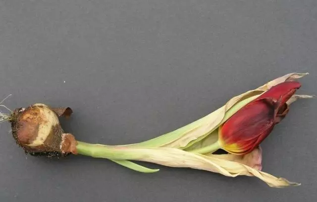 Tulipani pappagallo: descrizione, migliori varietà, semina e cura, riproduzione, foto 5269_8