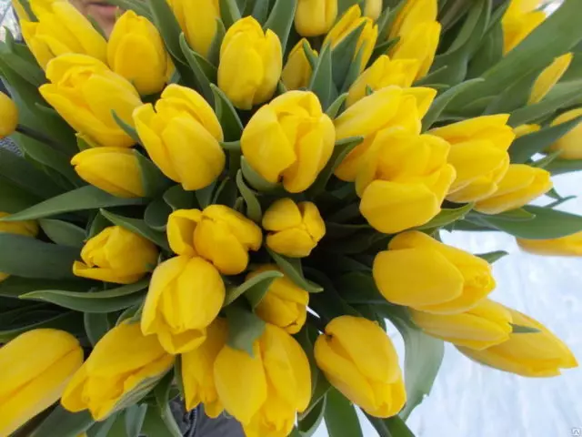 Tulip Strong Gold: באַשרייַבונג, פּלאַנטינג און זאָרגן, רעפּראָדוקציע, חולאתן און פּעסץ, פאָטאָס 5273_1