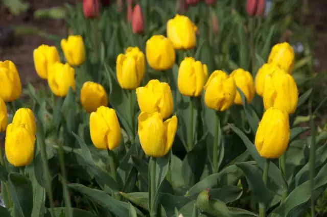 Tulip Strong Gold: opis, sajenje in nega, razmnoževanje, bolezni in škodljivci, fotografije 5273_2