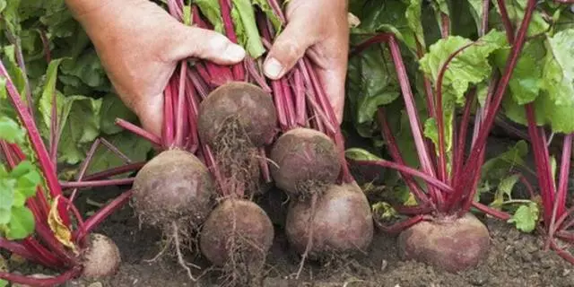 Beet harvest time 5282_1