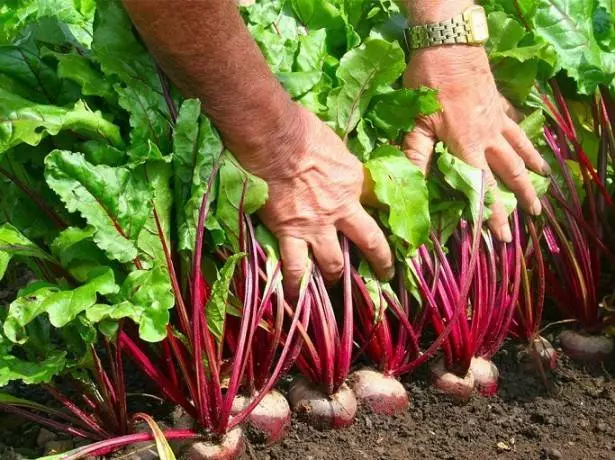 Beet harvest time 5282_2