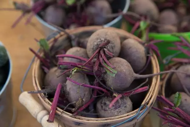 Beet harvest time 5282_7