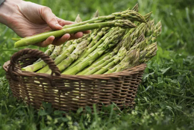 Asparagus: inyungu n'ibibi, icyo igizwe, gushyira mubikorwa, agaciro k'imirire 5285_2