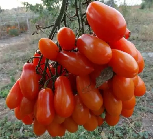 Tomato Flashen : 다양한 설명, 사진, 리뷰 5290_15