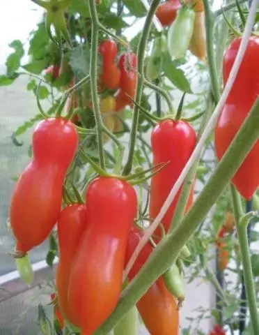 Tomato Flashen : 다양한 설명, 사진, 리뷰 5290_2