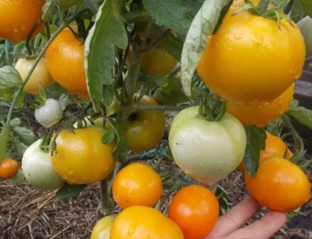 Tomato Royal Davi: hunhu uye tsananguro yezvakasiyana, mafoto, ongororo, goho 5293_3