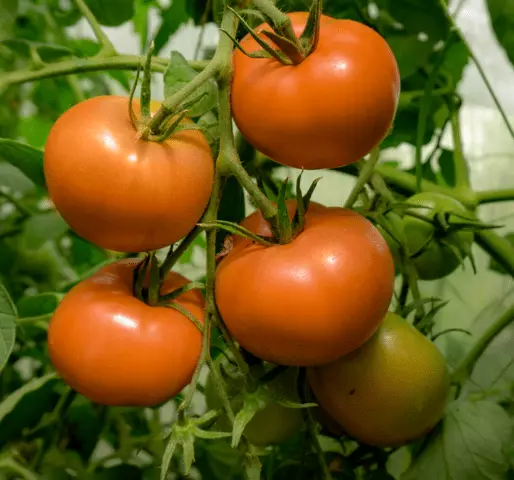 Tomato Royal Branch: caracteristici și descrierea soiului, fotografii, recenzii, randament 5293_4