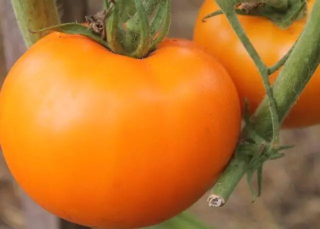 Tomato Royal Branch: caracteristici și descrierea soiului, fotografii, recenzii, randament 5293_6