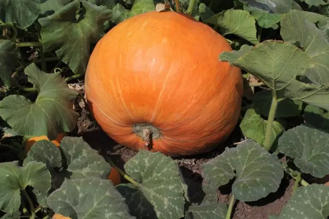 Ọchị Pumpkin: nkọwa na foto, nyocha, iwu na -eto eto 5331_4