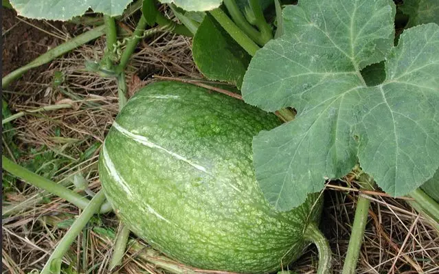 Fig-leaved pumpkin (phycifolia): beskriuwing, foto, resinsjes, teelt 5332_1