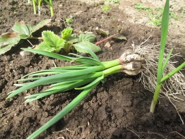 草莓後的大蒜：秋天可以在附近種植嗎，花園裡的兼容性 5364_1