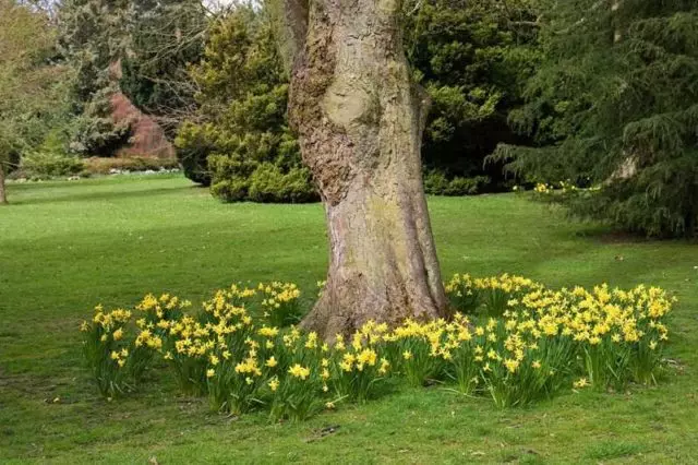 Do-it-yourself flower bed around the tree in the country + photo 536_12