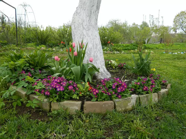 Do-it-yourself flower bed around the tree in the country + photo 536_13