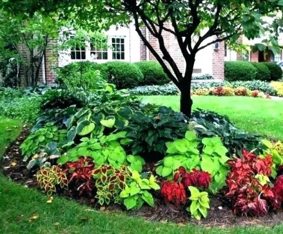 Do-it-yourself flower bed around the tree in the country + photo 536_3