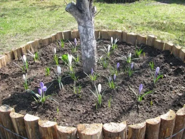 Do-it-yourself flower bed around the tree in the country + photo 536_4