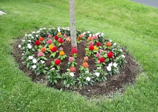 Do-it-yourself flower bed around the tree in the country + photo 536_7