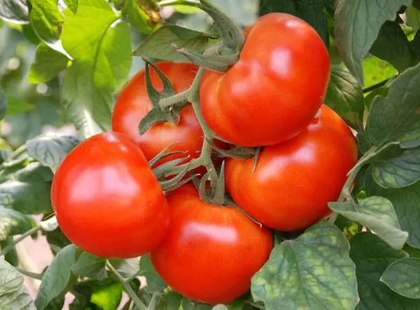 Rooster Red Tomato: reviżjonijiet + ritratt 5379_1