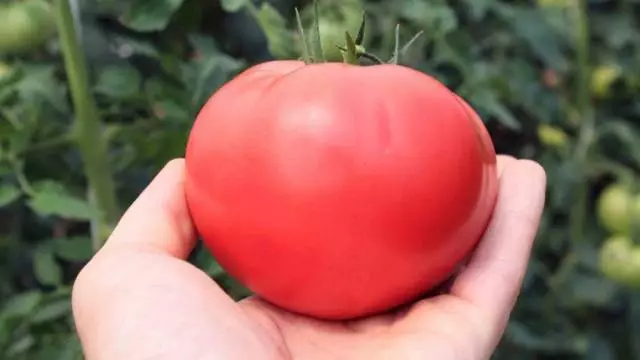 Rooster Red Tomato: reviżjonijiet + ritratt 5379_3