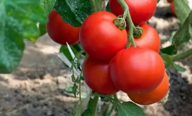 Rooster Red Tomato: reviżjonijiet + ritratt 5379_9