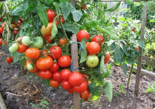 Tomate determinatzaileen barietate onenak 5383_3