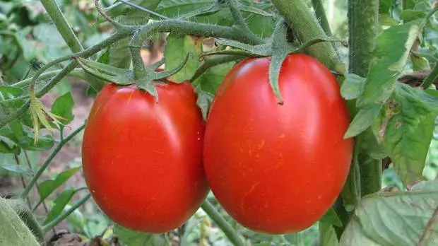 Tomate determinatzaileen barietate onenak 5383_9